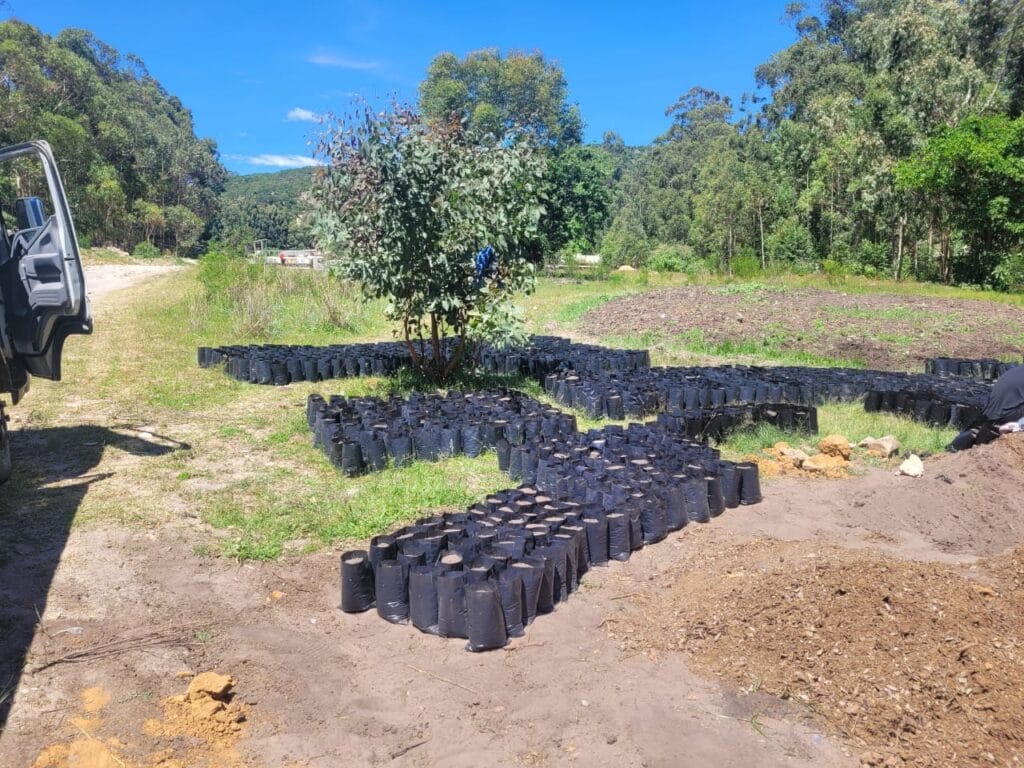 Projecto um milhão de árvores na Huíla vai recuperar floresta – Estamos ...