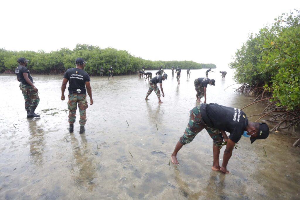 Angola cumpre compromisso de plantar um milhão de mangais – Estamos juntos